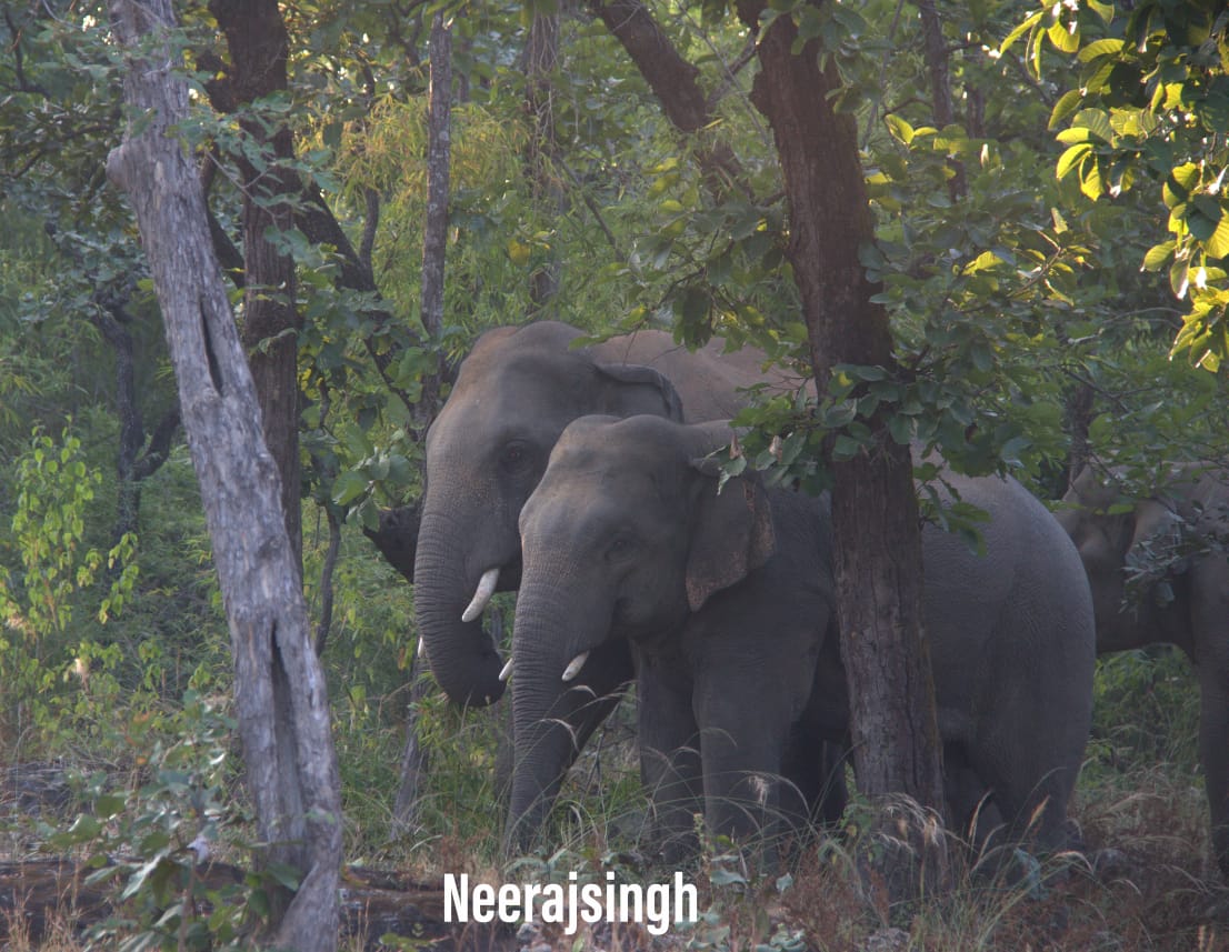 Wild Elephants Making Residences in Kanha & Bandhavgarh National Park