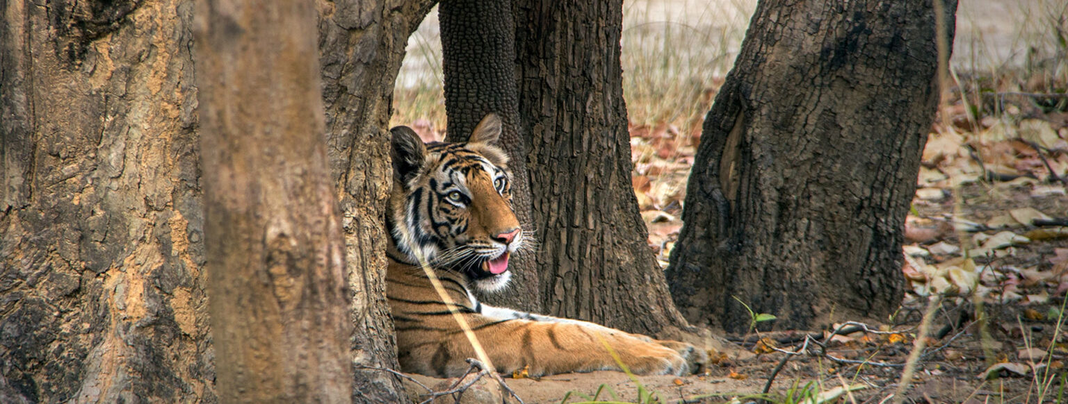 Animals of Bandhavgarh National Park
