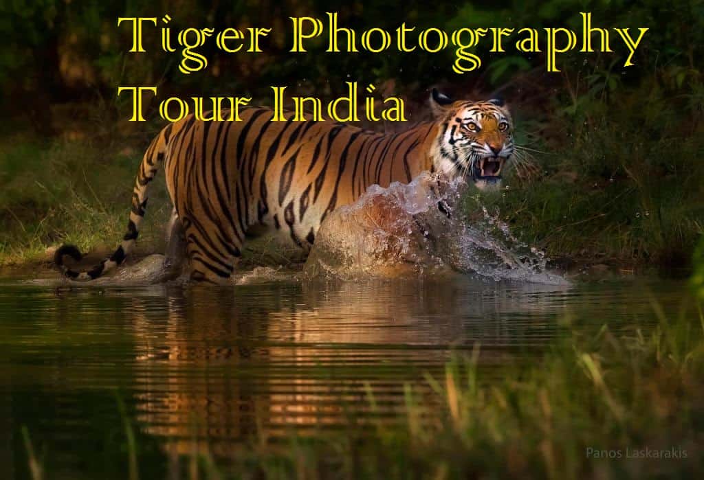 Captivating Tiger Photography Tours in India - Explore Majestic Big ...